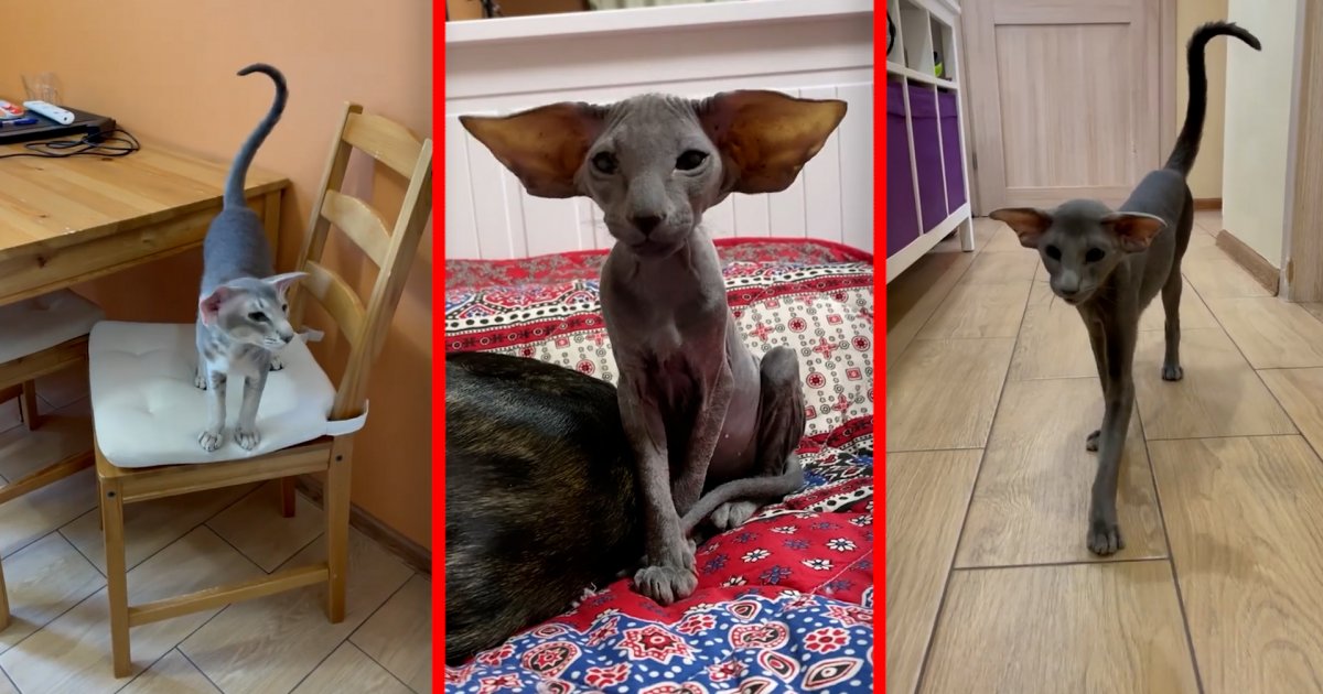 Njegoš nije obična mačka: Neki mu se smeju što je klempav a ne znaju da ...