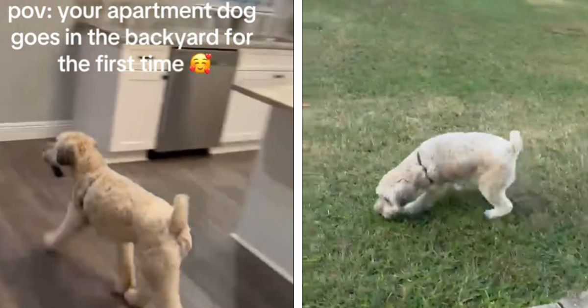 Pas koji je prvi put izašao u dvorište TikTok - Ljubimci Telegraf