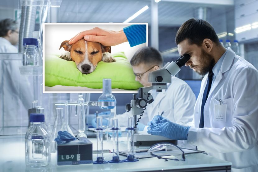 Ontario uveo zabranu invazivnog medicinskog testiranja na životinjama ...