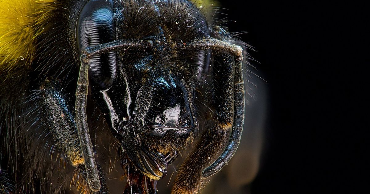 Mislilo se da to mogu samo ljudi, sad otkriveno nešto neverovatno ...