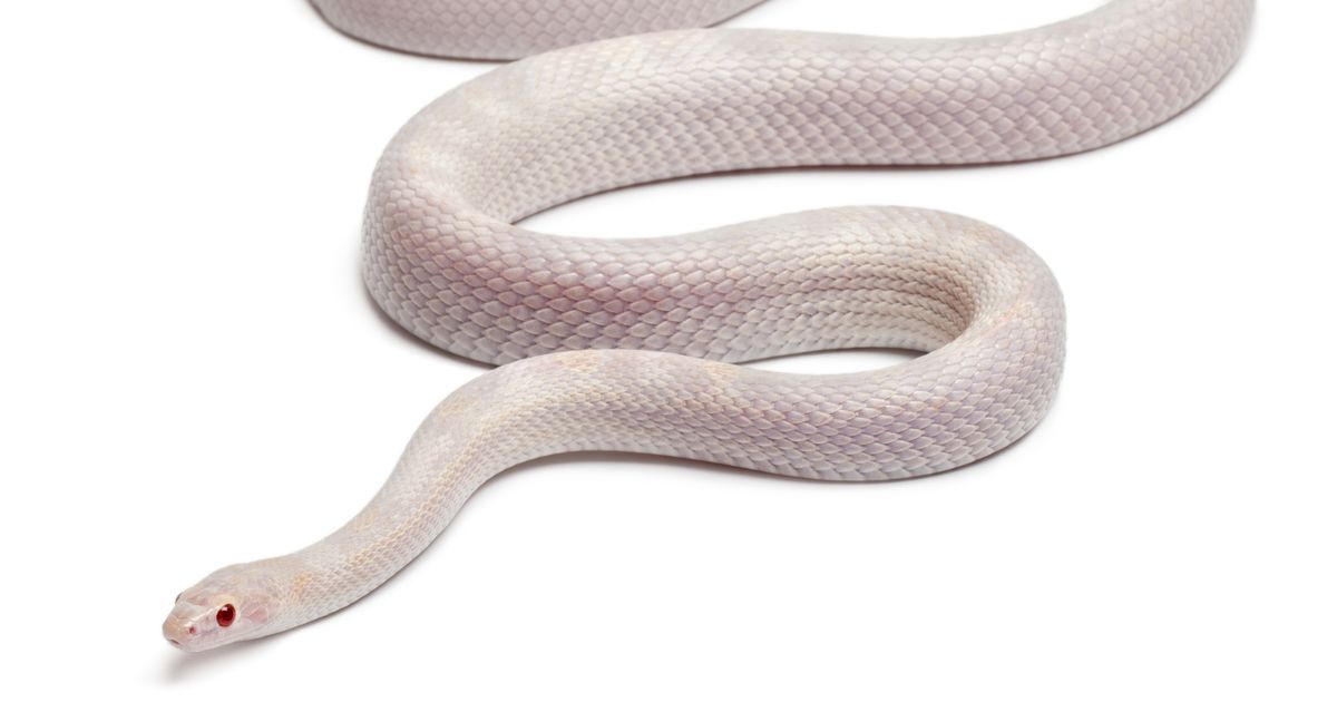 Bela kukuruzna zmija: Reptil koji zvanično ne postoji, ali se može ...