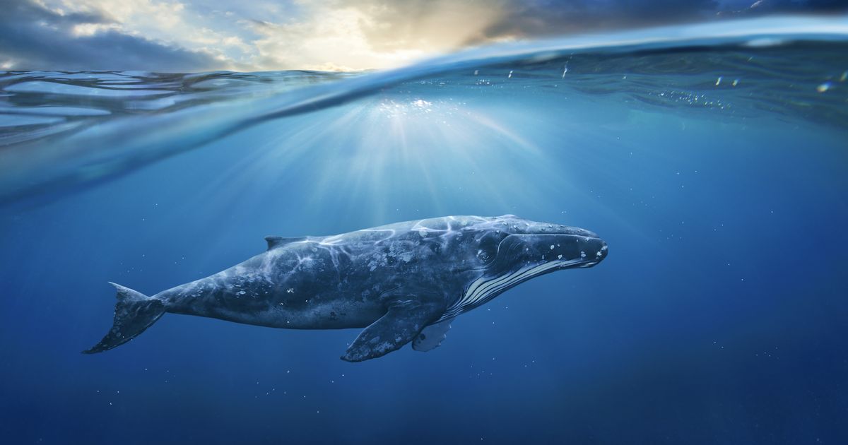 Naučnici proveli 15 godina slušajući plave kitove: Evo o čemu pričaju ...