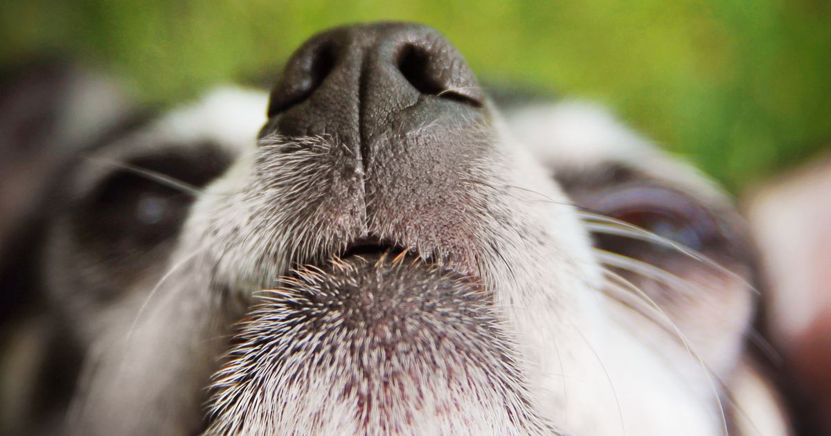 Brkovi kod psa: Iako nisu neophodne, ove dlake imaju specijalnu ulogu i ...