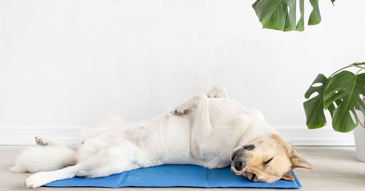 Pas ima dve vrste znojnih žlezda: Prve su u šapama, a druge svuda po ...
