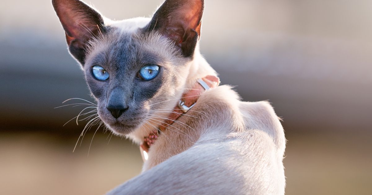 Mačke sa maskom: 10 najtraženijih ljubimaca sa blistavim plavim očima ...