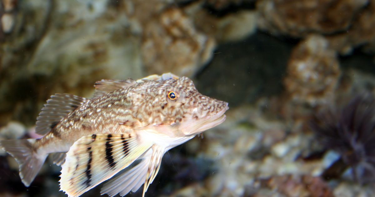 „Ima telo ribe, krila ptice, a noge kao kraba“: Naučnike šokirala ...