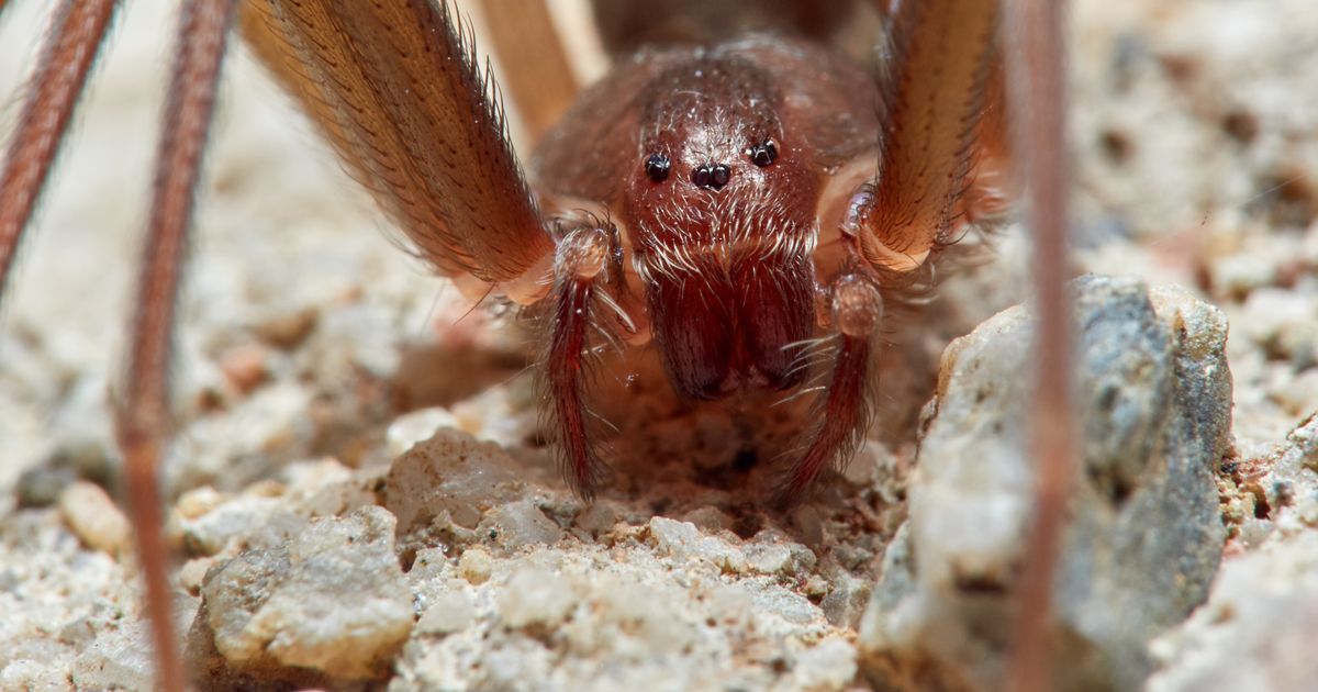 Krije se iza nameštaja, a njegov otrov kida krvne sudove: Da li je ...