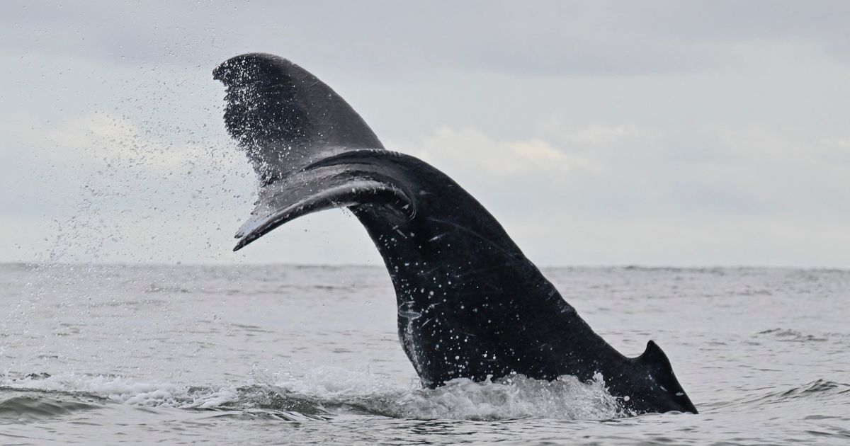 Grbavi kit prešao više od 13.000 kilometara - Nauka Telegraf