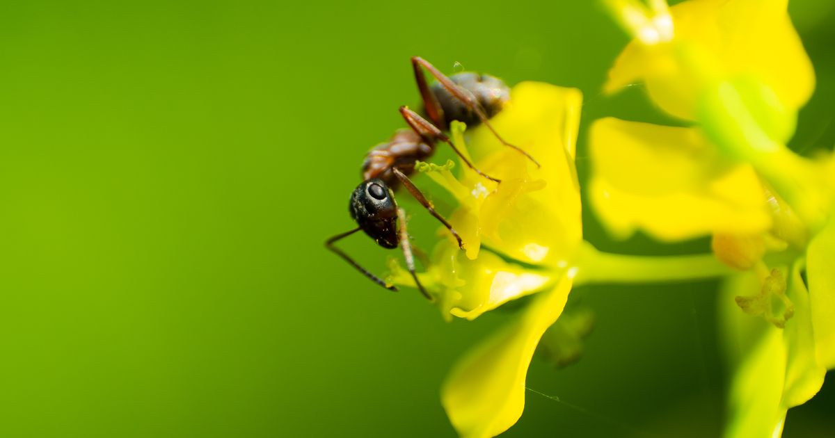 Zašto su i obične vrste mrava važne: Gubitak svakodnevnih insekata može ...