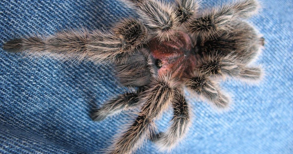 Kućni ljubimac pauk tarantula pojavio se godinu dana posle iznenadnog ...