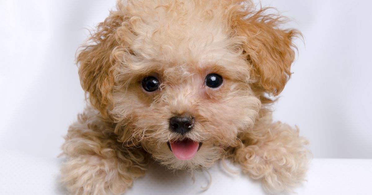 Kampanja "Mali pas - mnogo bola" - Ljubimci Telegraf