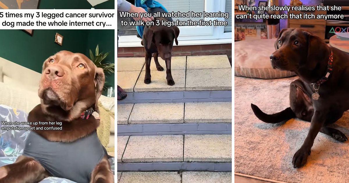 Reakcija labradorke Azije posle amputacije noge - Ljubimci Telegraf