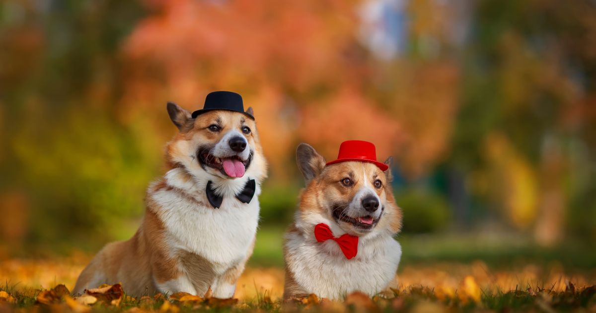 Najpopularnija imena pasa u 2025. godini - Ljubimci Telegraf