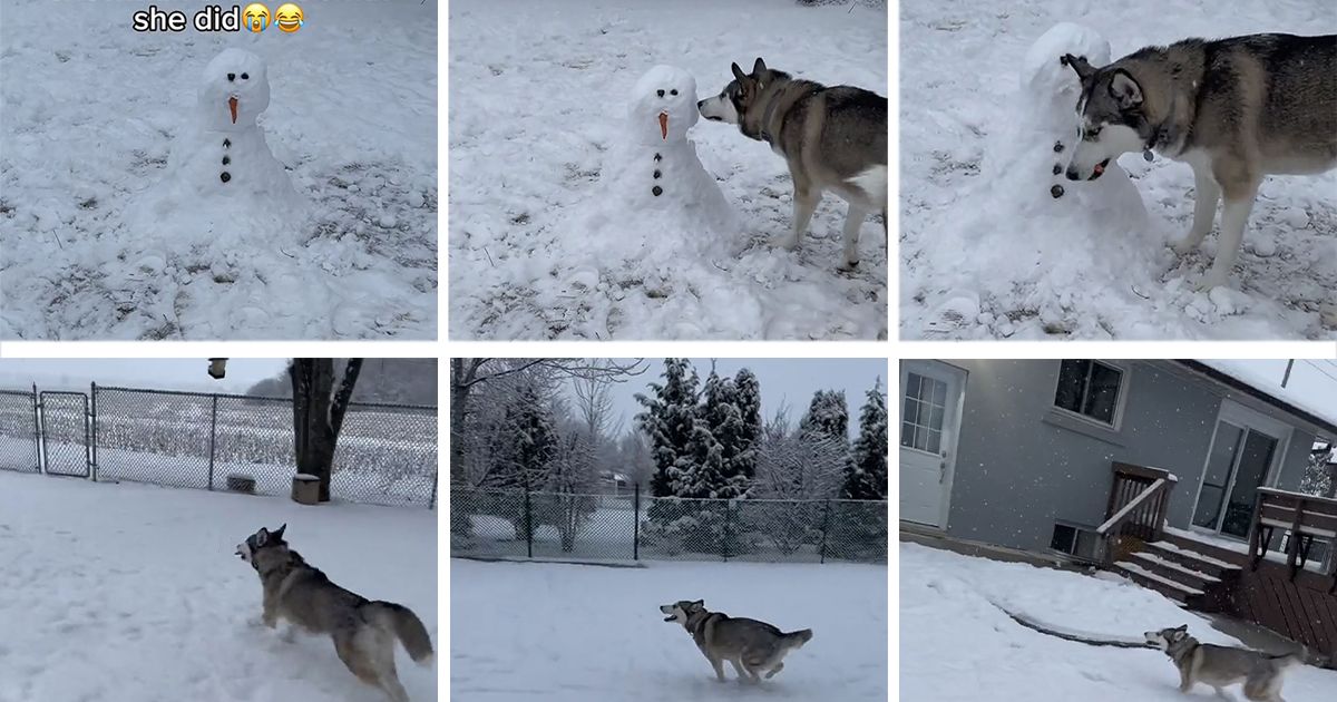 Žena iznenadila psa i napravila mu Sneška, haski poželeo da uzme njegov ...