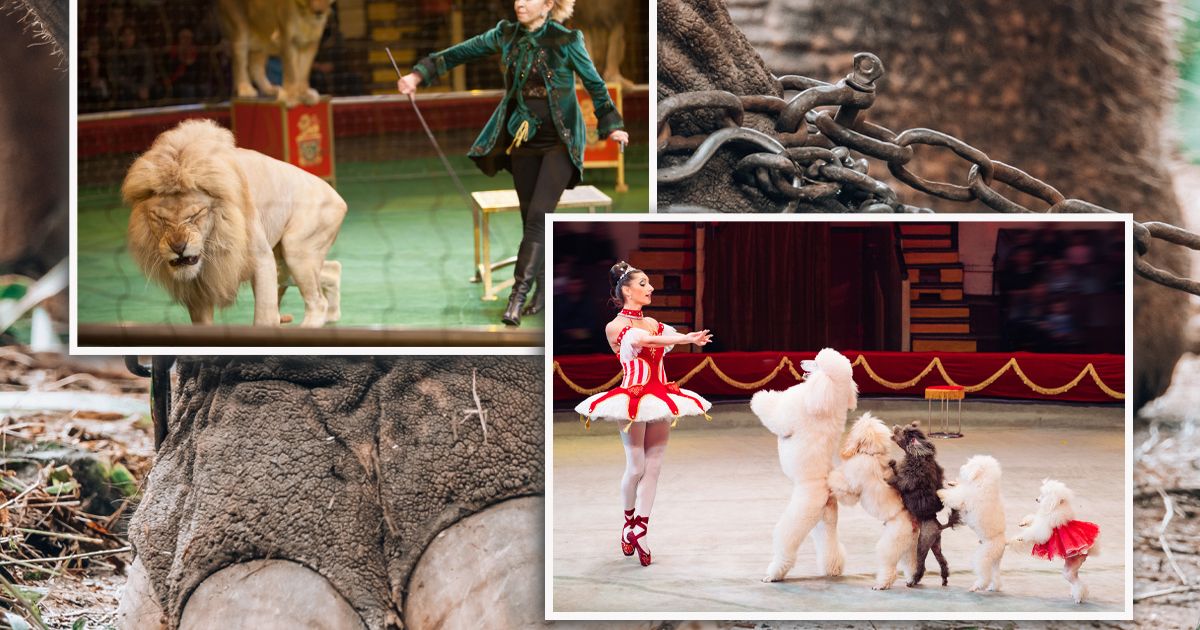 Do 2028. putujući cirkusi u Francuskoj neće smeti da prikazuju divlje ...