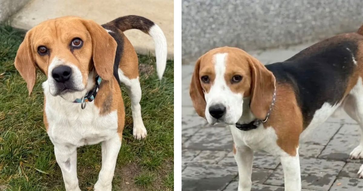 Udomljavaju se dvogodišnji biglovi Aron i Snupi leče se od srčanog crva ...
