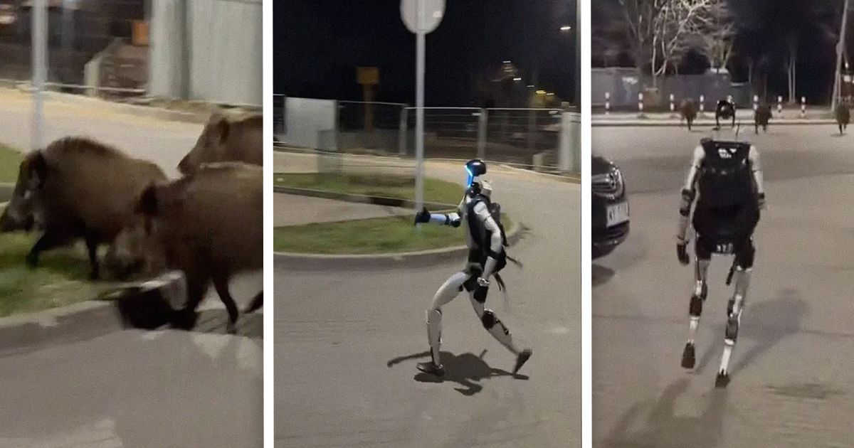 Robot juri krdo svinja u Poljskoj: Snimak izazvao nevericu, čak se i ...