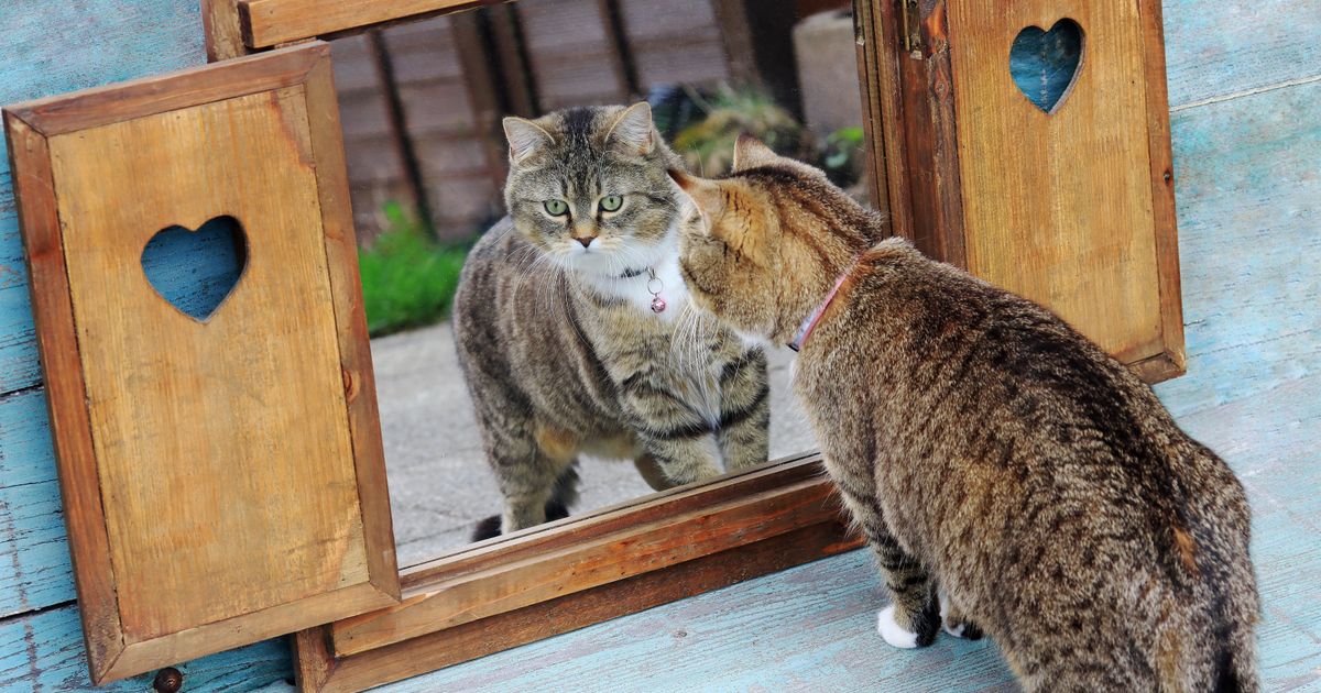 Nijedna mačka neće proći "mirror test": OVO je lista životinja koje ne ...