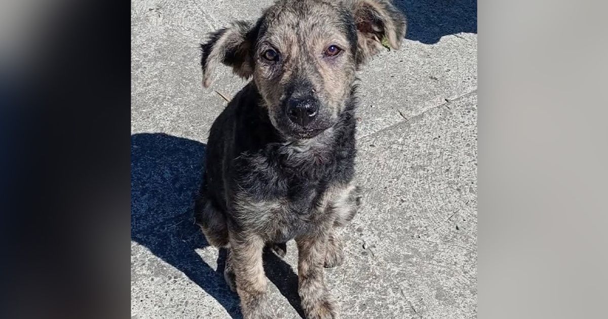 Bata Tuta, skromni pas sa ulica Valjeva, čeka udomljavanje - Ljubimci ...
